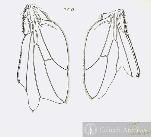 Fruit fly drawing, wings (Drosophila melanogaster) — Calisphere