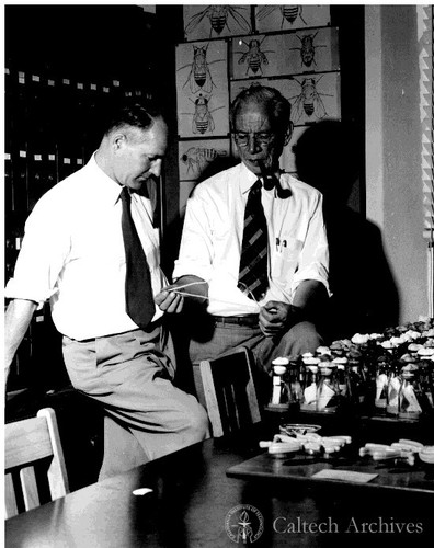 George Beadle and Alfred Sturtevant — Calisphere