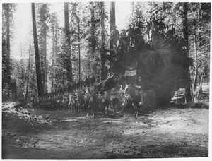 The soldiers of F Troop standing on the "Fallen Monarch", a Big Tree in ...