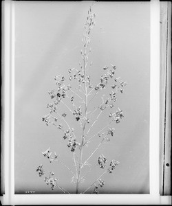 Close-up of a specimen of Scarlet larkspur (Delphinium cardinale), ca ...