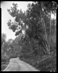 Driveway, Doheny Ranch, near Doheny Road, Beverly Hills, Calif., ca ...