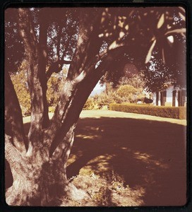Milner family party, tree, Ojai, Calif., ca. 1950s — Calisphere