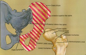 Illustration of bones of left hemipelvis and proximal femur, anterior ...