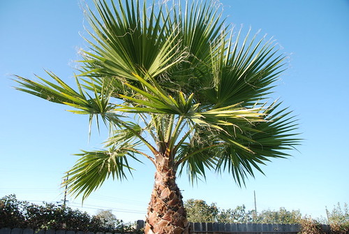 DSC_0253 — Calisphere