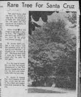 Rare Tree for Santa Cruz — Calisphere