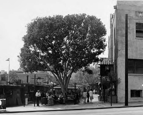 Tree at Macy Street entrance — Calisphere