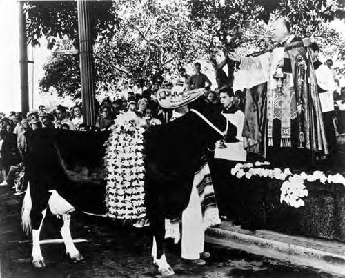 Priest blessing a garlanded cow — Calisphere