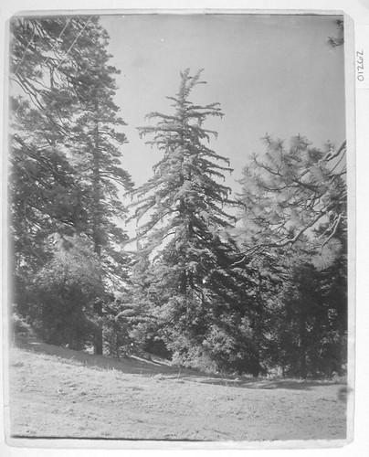 Pine trees on Mount Wilson — Calisphere
