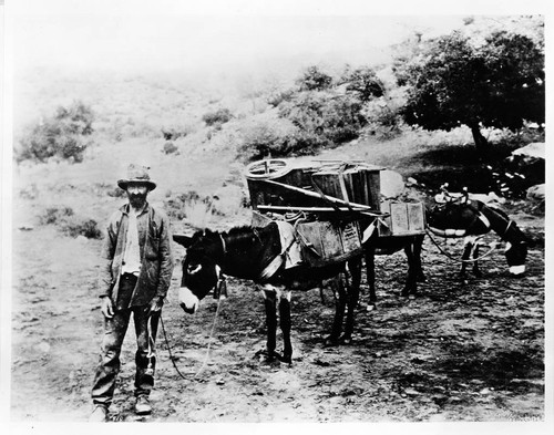 Typical old prospector of the gold rush days of 1849 — Calisphere