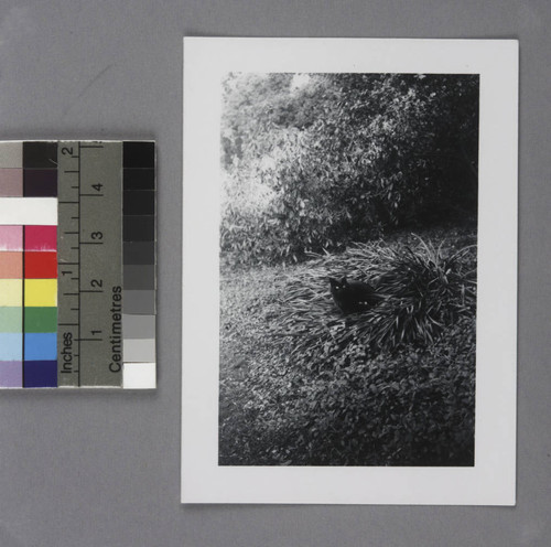 Nicolas Copernicus, Edwin Powell Hubble's cat, in the garden at the ...