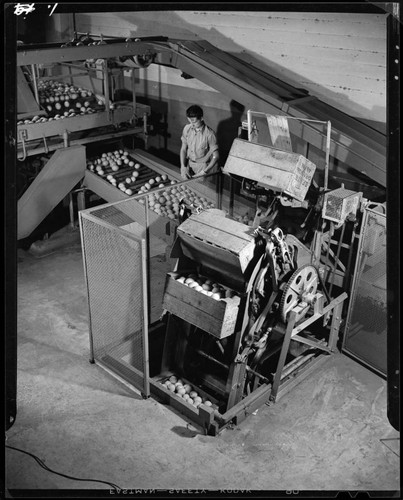 San Fernando Heights Packing House, Los Angeles County. 1938 — Calisphere