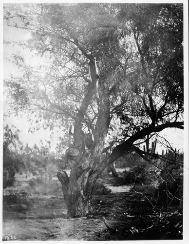 Yaqui hung to a tree. Part of skeleton still hanging, Mexico — Calisphere