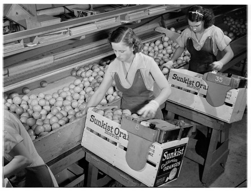 Orange packers, San Fernando Heights Citrus Packing House, Los Angeles ...