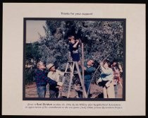 Rod Diridon in orchard with Leif Ames, Jim Sugai and Margaret Shafer ...