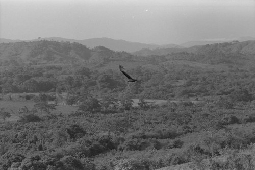 Bird flying over landscape, San Basilio de Palenque, 1976 — Calisphere