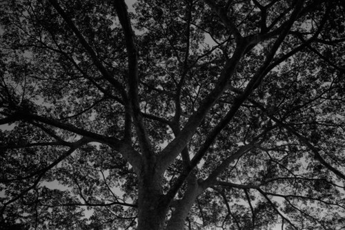 Tree, San Basilio de Palenque, 1976 — Calisphere