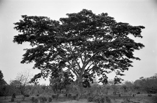 Tree in a field, San Basilio de Palenque, 1977 — Calisphere