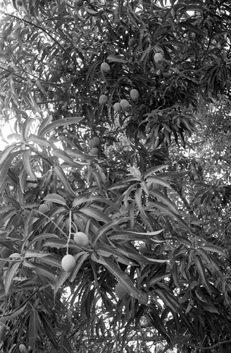 Fruit hanging from a mango tree, San Basilio de Palenque, 1977 — Calisphere