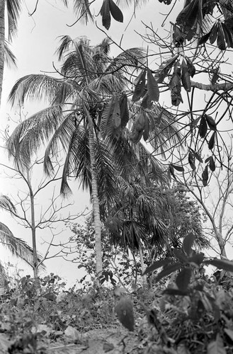 Palm tree, San Basilio de Palenque, 1977 — Calisphere