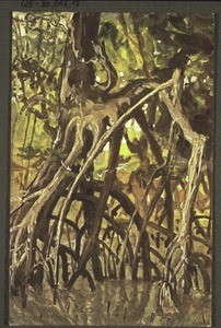 3. Mangrove forest on the coast of Cameroon — Calisphere