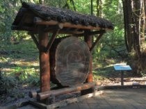 Muir Woods tree ring exhibit, 2019 — Calisphere