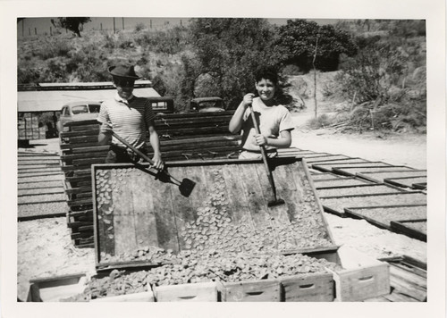 Apricot Harvest at Elliot Hendry Ranch — Calisphere