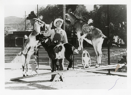 Trained Goats at Goebel's Lion Farm — Calisphere