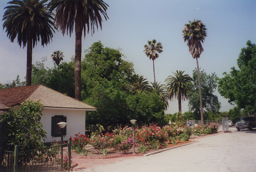 Rancho Camulos Rose Garden — Calisphere