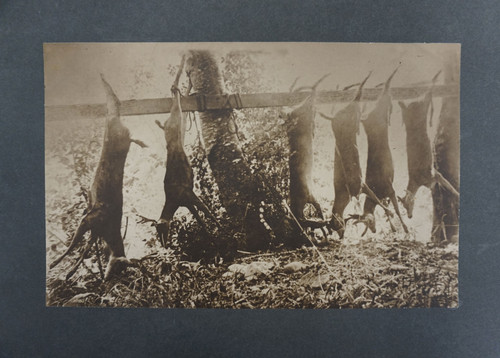 Six Hanging Deer — Calisphere