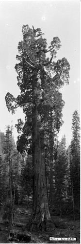 Boole Tree — Calisphere