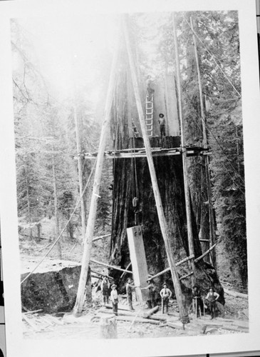 Logging, Misc. Named Giant Sequoias. Cutting the General Noble Tree ...