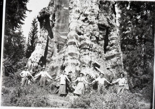 Giant Sequoia Stumps, Burnt Monarch, (Old Adam, Big Stump) about 1905 ...
