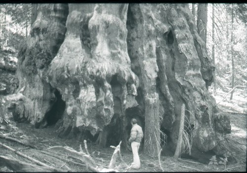 Muir Snag — Calisphere