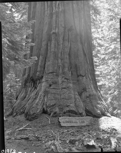 Robert E. Lee Tree — Calisphere