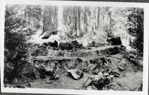 Giant Sequoia Stumps, Centennial Stump — Calisphere