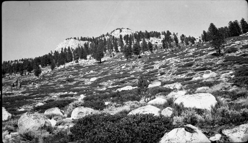 Montane Chaparral Plant Community, 1 1/4 mi N of Tyndall Creek, 9600 ...