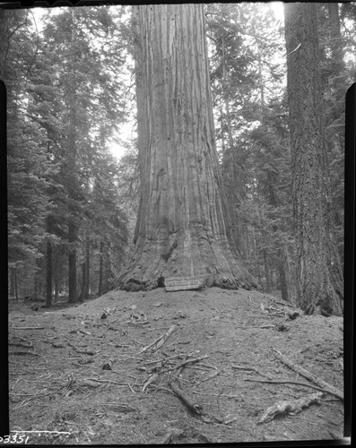 General Lee Tree — Calisphere