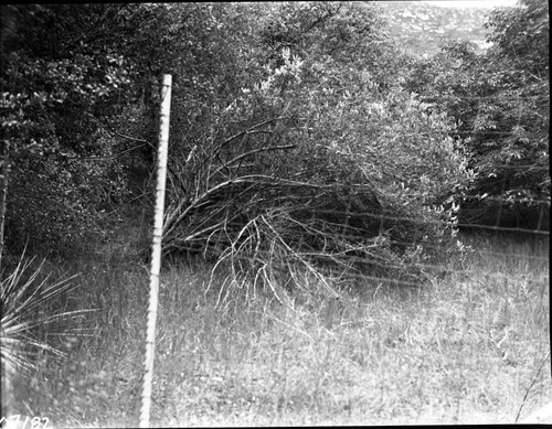 Deer, jungle inside quadrat, Research plots — Calisphere