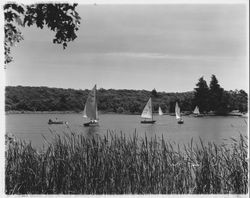 Sailboating on Lake Ralphine, Santa Rosa, California, 1964 — Calisphere