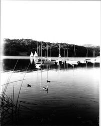 Sailboats on Lake Ralphine, Santa Rosa, California, 1965 — Calisphere