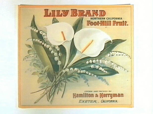 Lily Brand — Calisphere