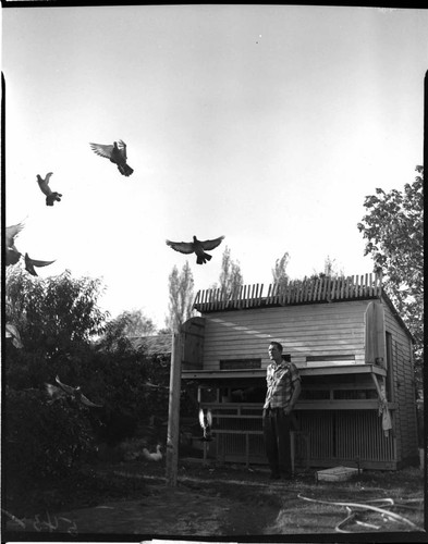 Man releasing homing pigeons from his pigeon coop — Calisphere