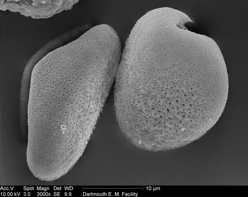 CIL:40339, Allium, pollen — Calisphere