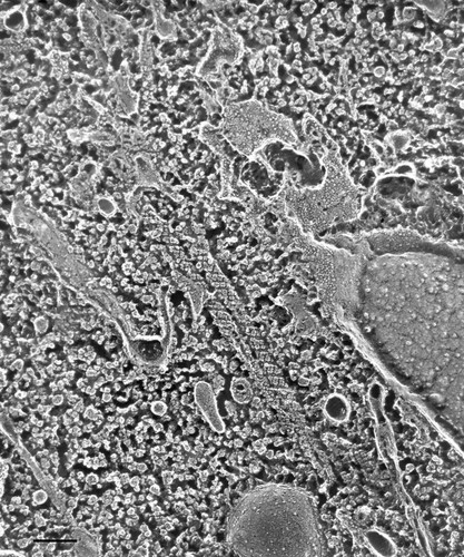 CIL:21714, Paramecium multimicronucleatum, cell by organism, eukaryotic ...