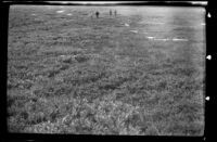 Vegetation covering the ground in the park, Denali National Park and ...