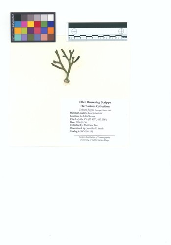 Codium fragile (SIO-0001131) — Calisphere