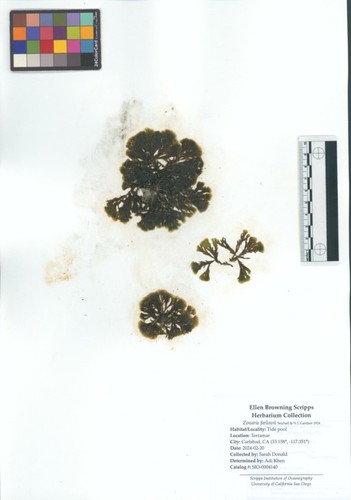 Zonaria farlowii (SIO-0004140) — Calisphere