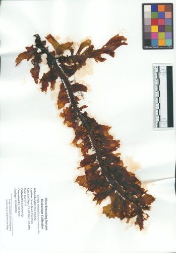 Egregia menziesii (SIO-0003250) — Calisphere