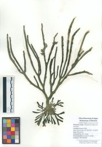 Codium fragile (SIO-0001926) — Calisphere