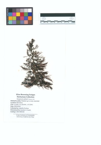 Sargassum palmeri (SIO-0003145) — Calisphere